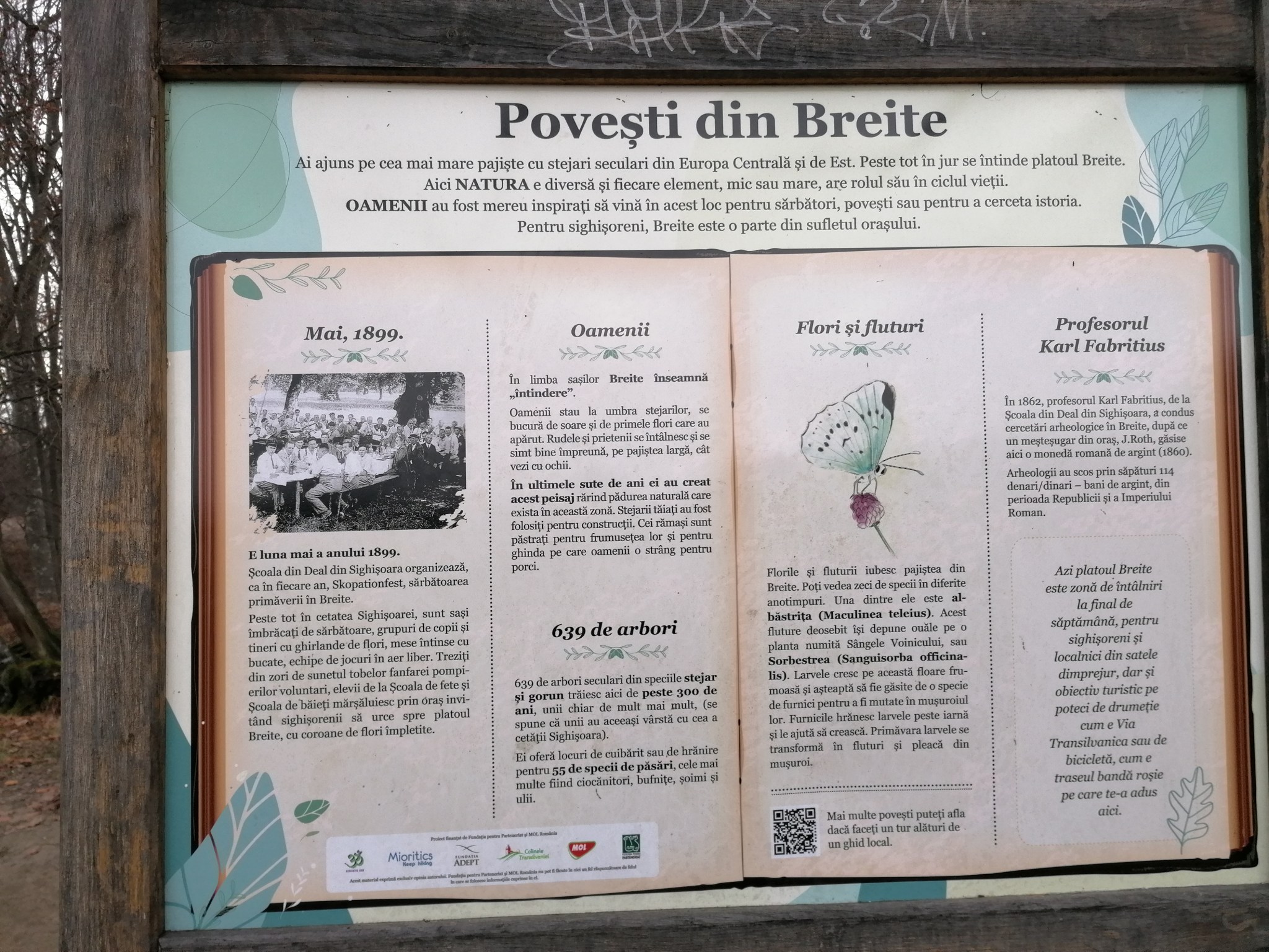 Admiram stejarii seculari – natura in apropiere de Sighisoara ...