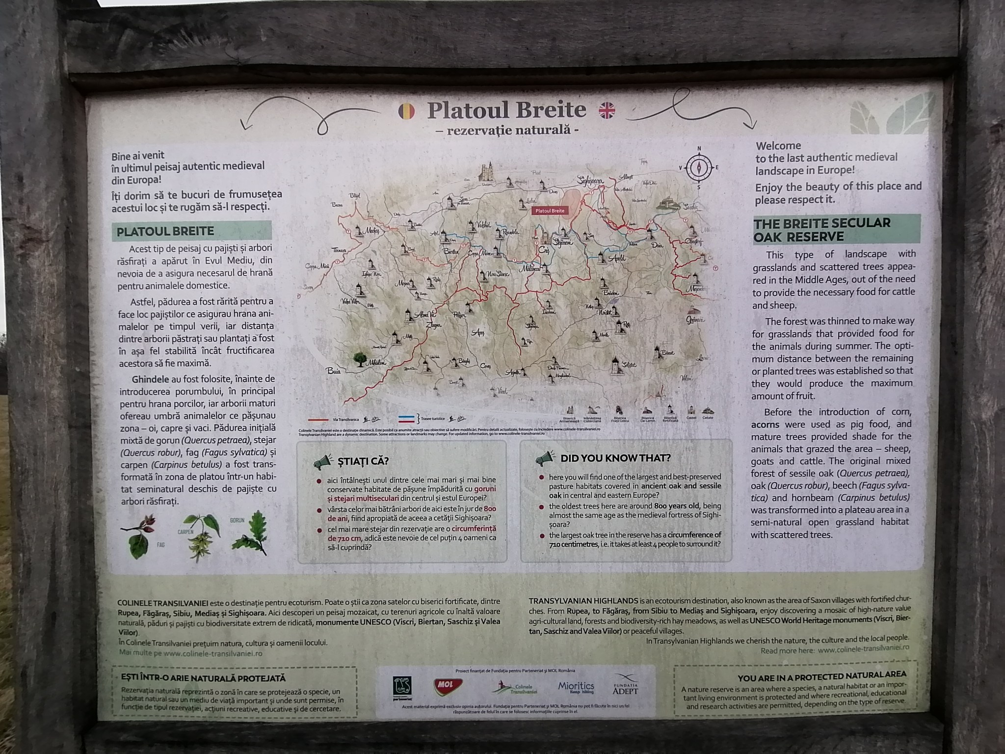 Admiram stejarii seculari – natura in apropiere de Sighisoara ...