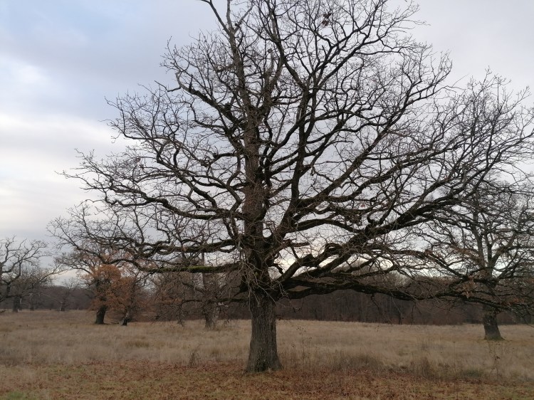 Admiram stejarii seculari – natura in apropiere de Sighisoara ...